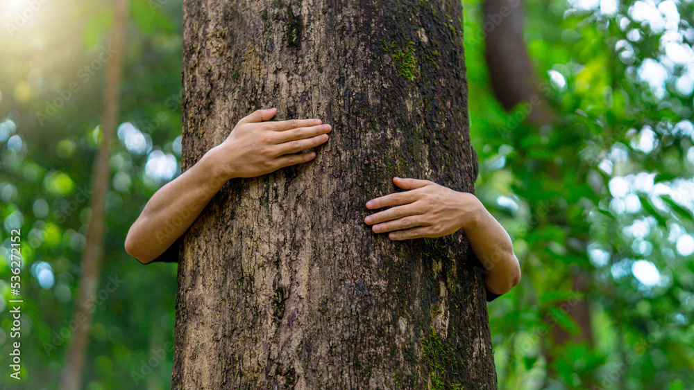 Human and nature contact,human hands hug, wrap a tree. Contact man and ...