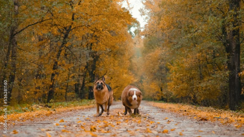 Concept of pets in nature autumn without people. Two dogs sit on empty ...