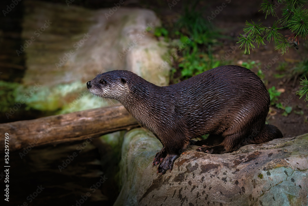 The North American river otter (Lontra canadensis), also known as the ...