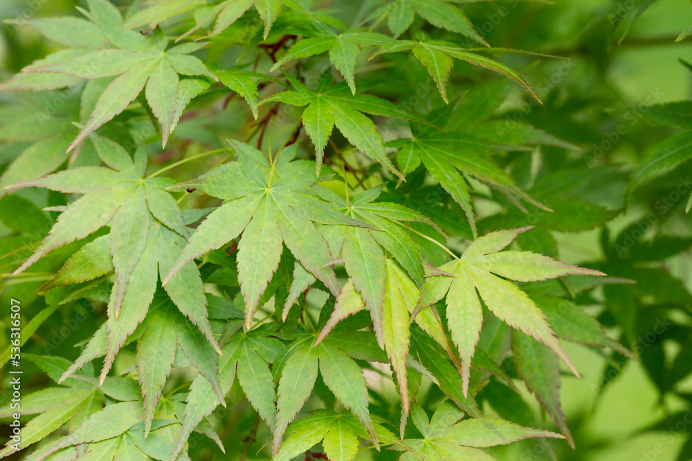 Seiryu Japanese Maple - Latin name - Acer palmatum Seiryu Stock Photo ...
