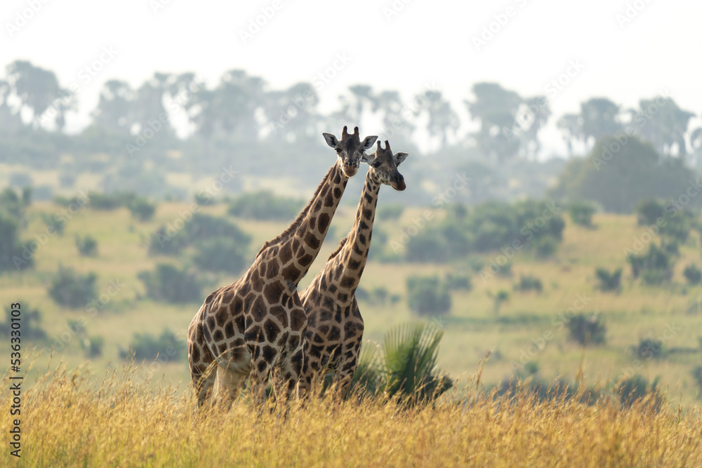 Northern giraffe, giraffa on the grazing land. Giraffes in the ...