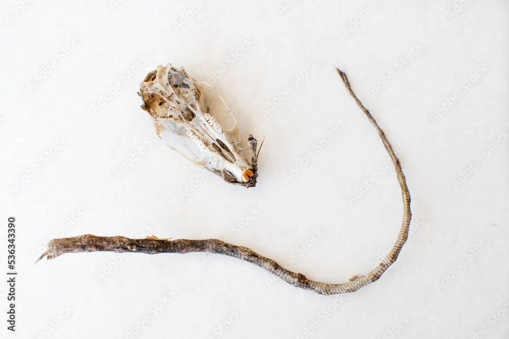 Dried skull and tail of the dead rat. real Skeleton of the rat Stock ...