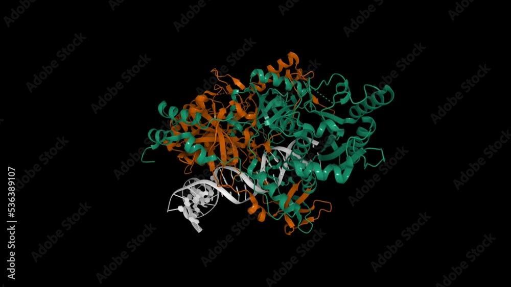 Structure of the Ku heterodimer bound to DNA. Animated 3D cartoon and ...