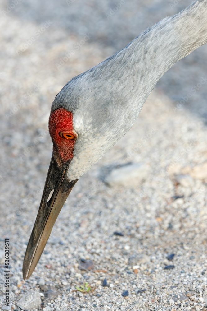 Sandhill Crane Food Web