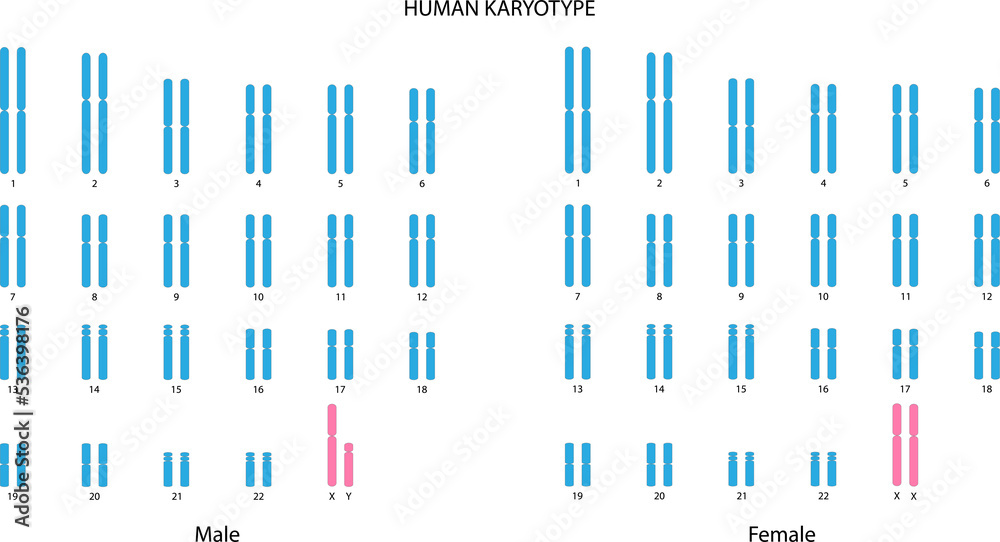 Human Karyotype (male and female) Stock Illustration | Adobe Stock