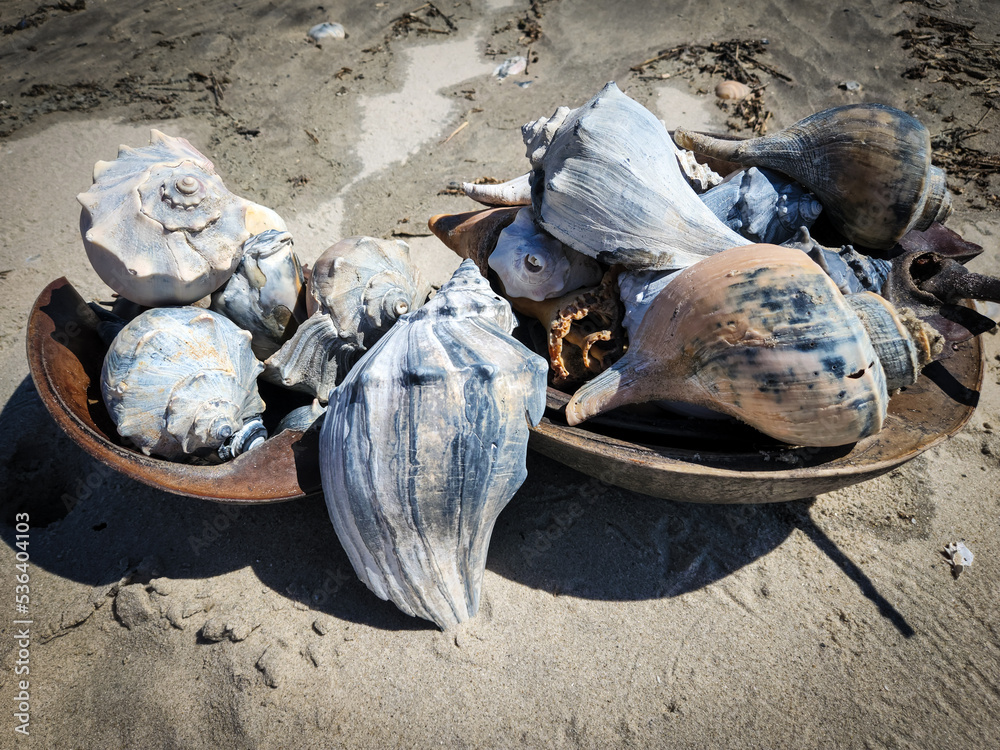 Pile of Pristine, Colorful, Conch Shells and Whelk Shells on a remote ...