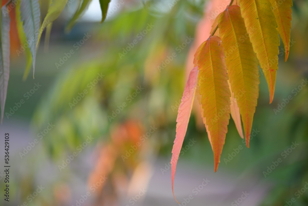 bright red yellow sumac leaves background of leaves bright autumn ...