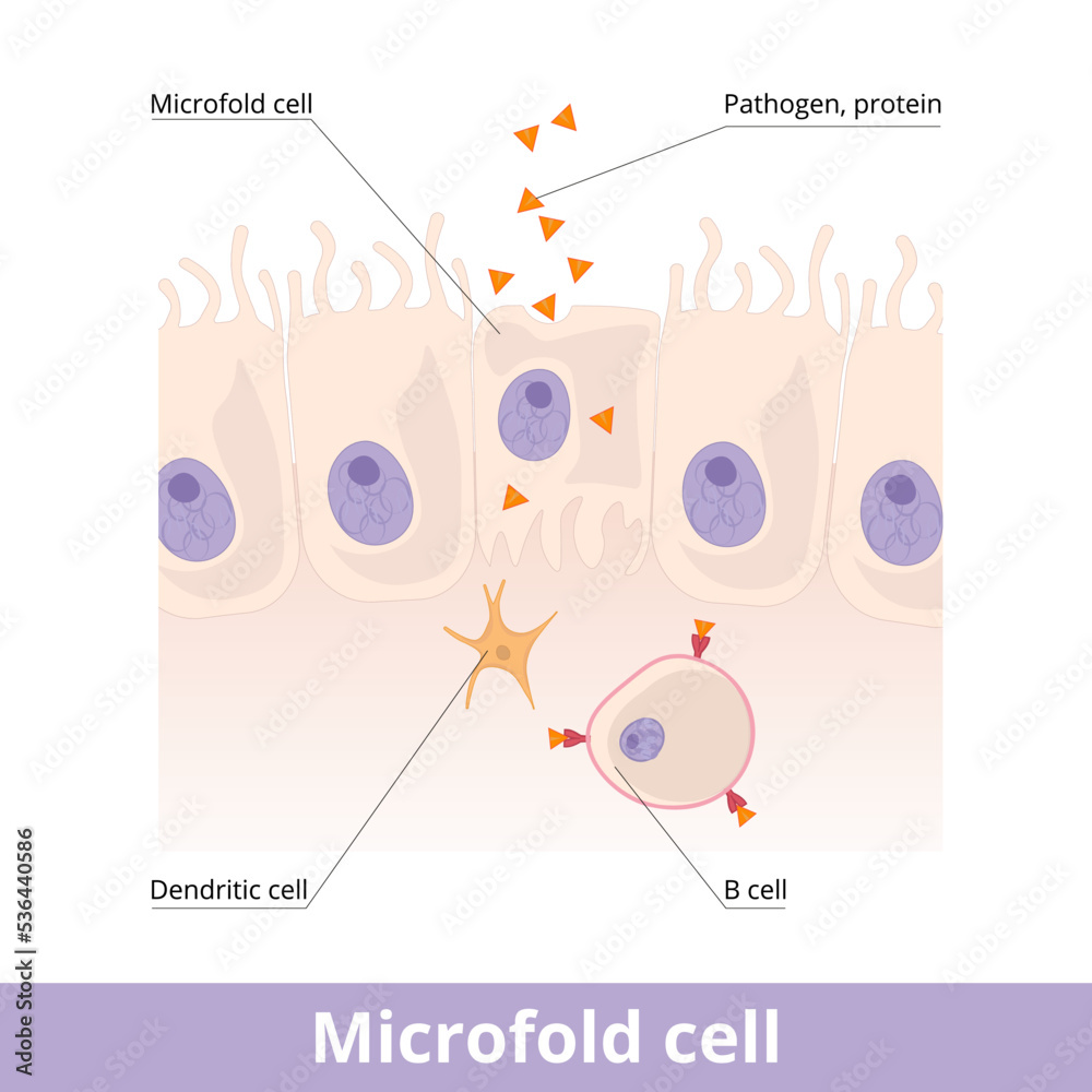 Microfold cell. Found in the lymphoid tissue (GALT) of the Peyer's ...