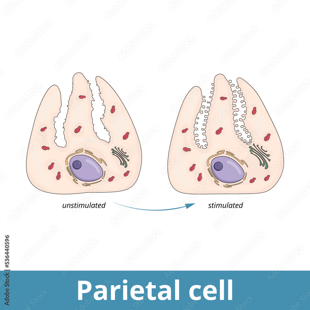 Parietal cell. Epithelial cells in the stomach that secrete ... Parietal cell. Epithelial cells in the stomach that secrete ...