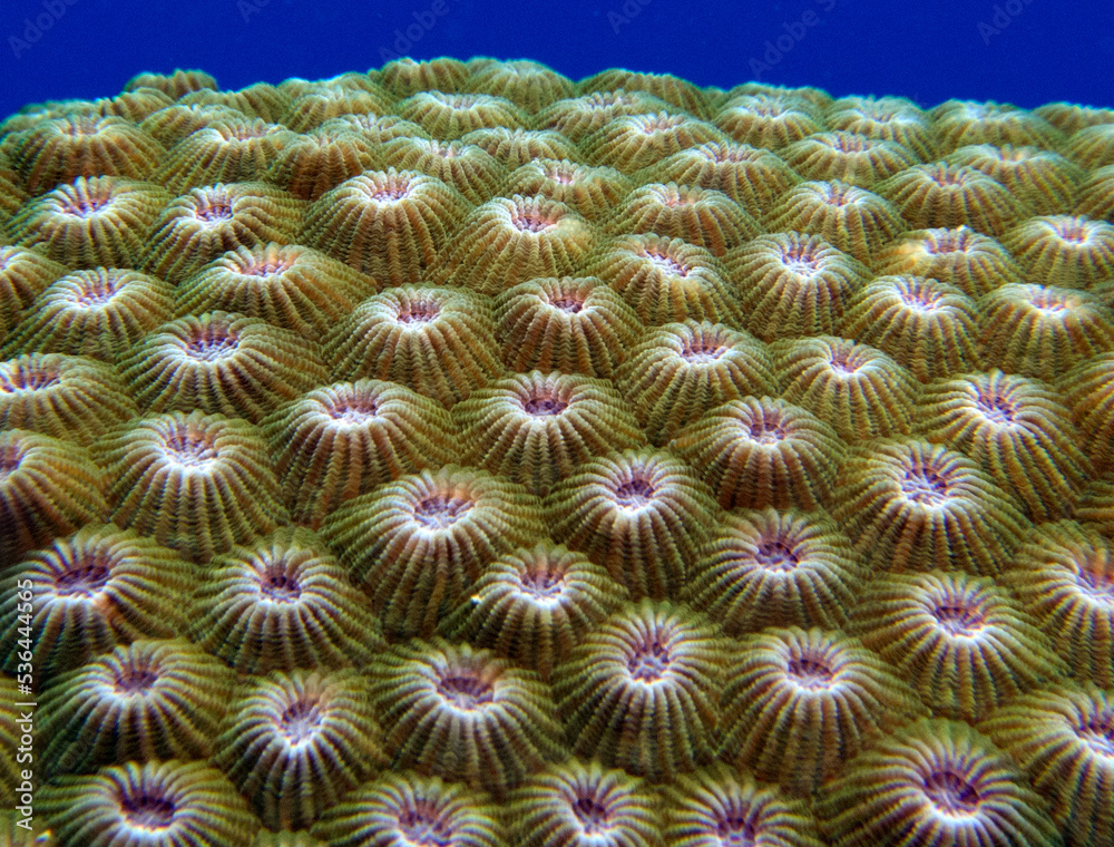 Diploastrea heliopora coral in a shallow reef Boracay Island ...