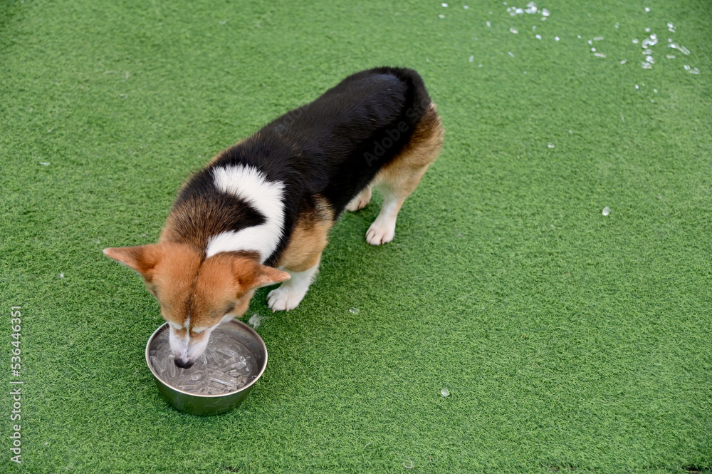Closeup of Foreign Dog Breeds eating ice in an aluminum bowl on ...