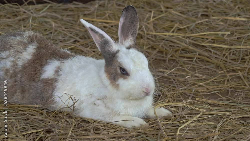 Close-up. Portrait of a small multi-colored rabbit with blue eyes ...