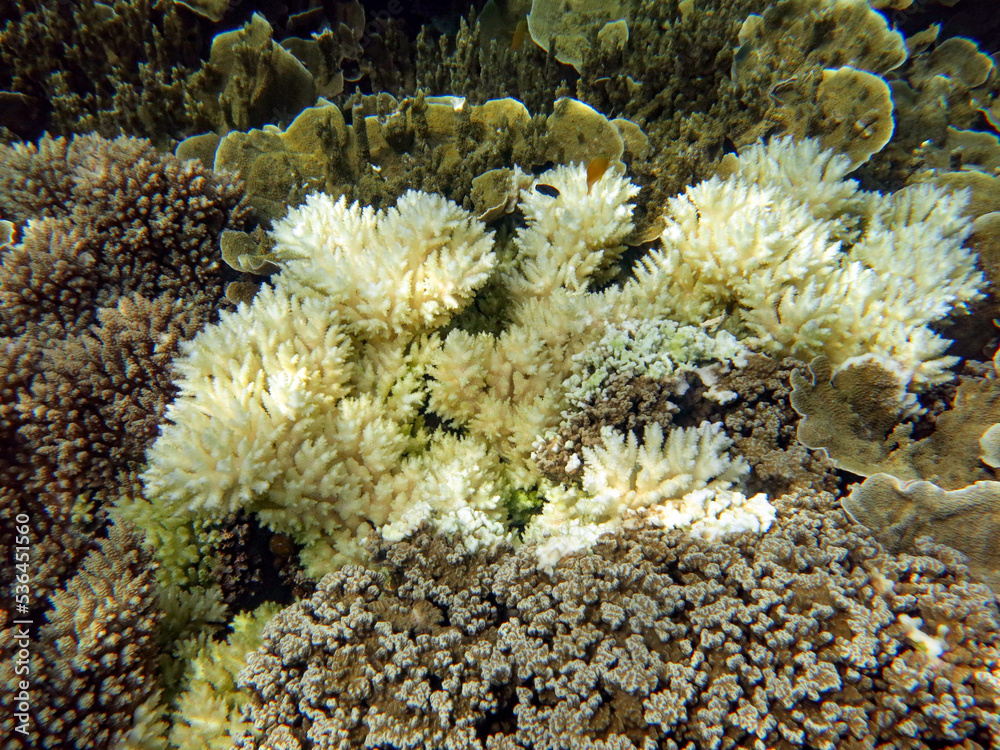 Bleached coral in Palau, Pacific island. Increasing ocean temperature ... Bleached coral in Palau, Pacific island. Increasing ocean temperature ...