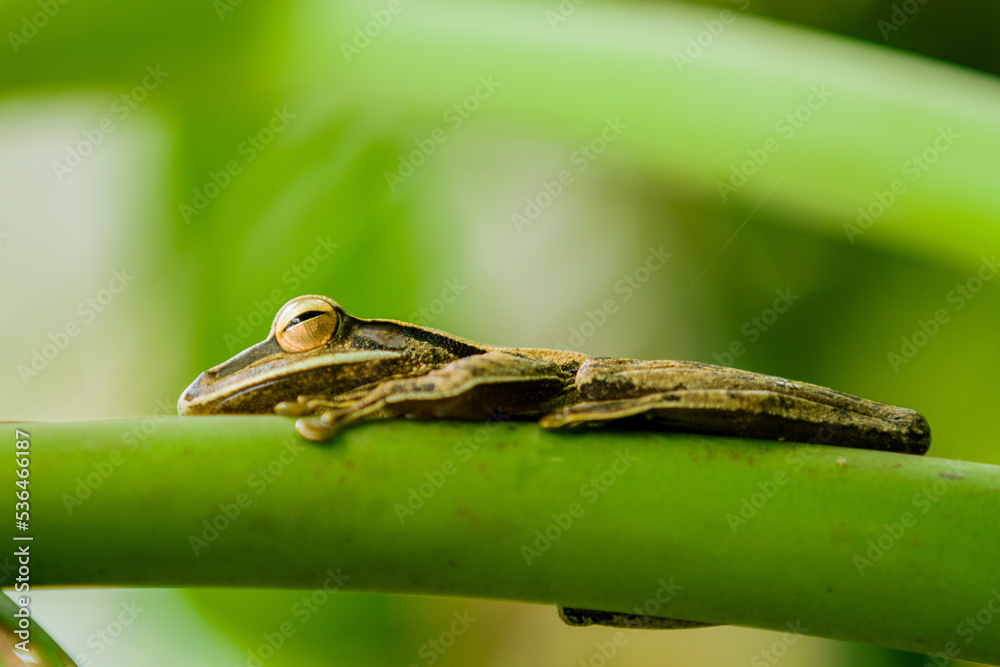 Striped Tree Frog in the branch Stock Photo | Adobe Stock