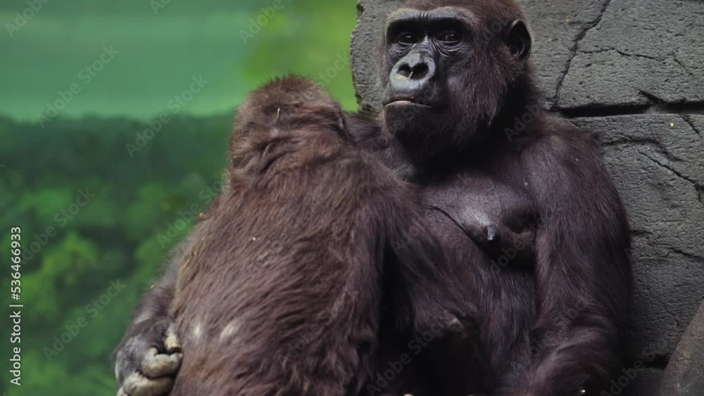 Closeup portrait of gorilla female with baby, severe silverback ...