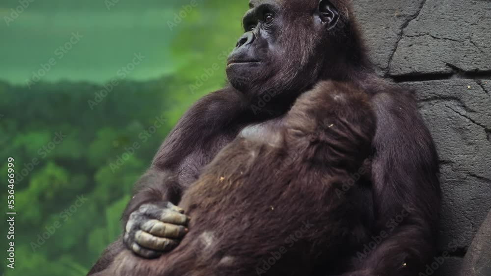 Closeup portrait of gorilla female with baby, severe silverback ...