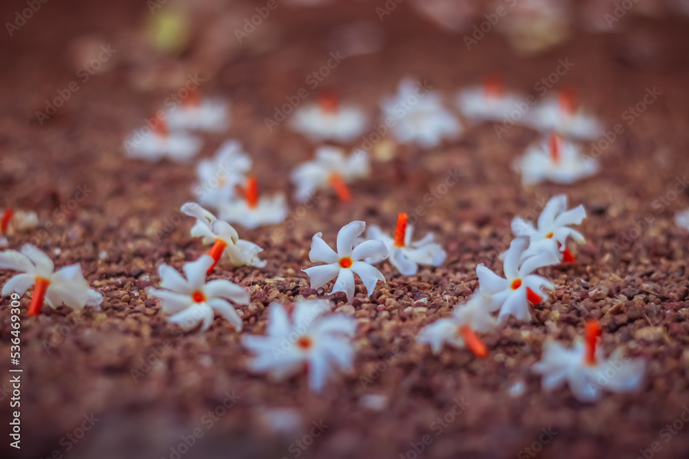 Nyctanthes arbor-tristis, also known as the Night-flowering jasmine or ...