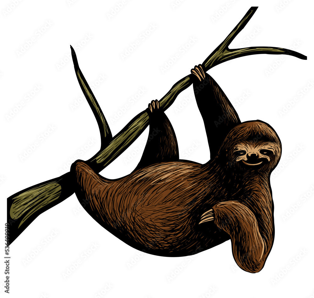 Realistic sloth vector image, tree climbing sloth animal, isolated on ...