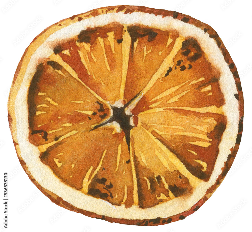 Watercolor dry orange slice. Cut out hand drawn PNG illustration on ...