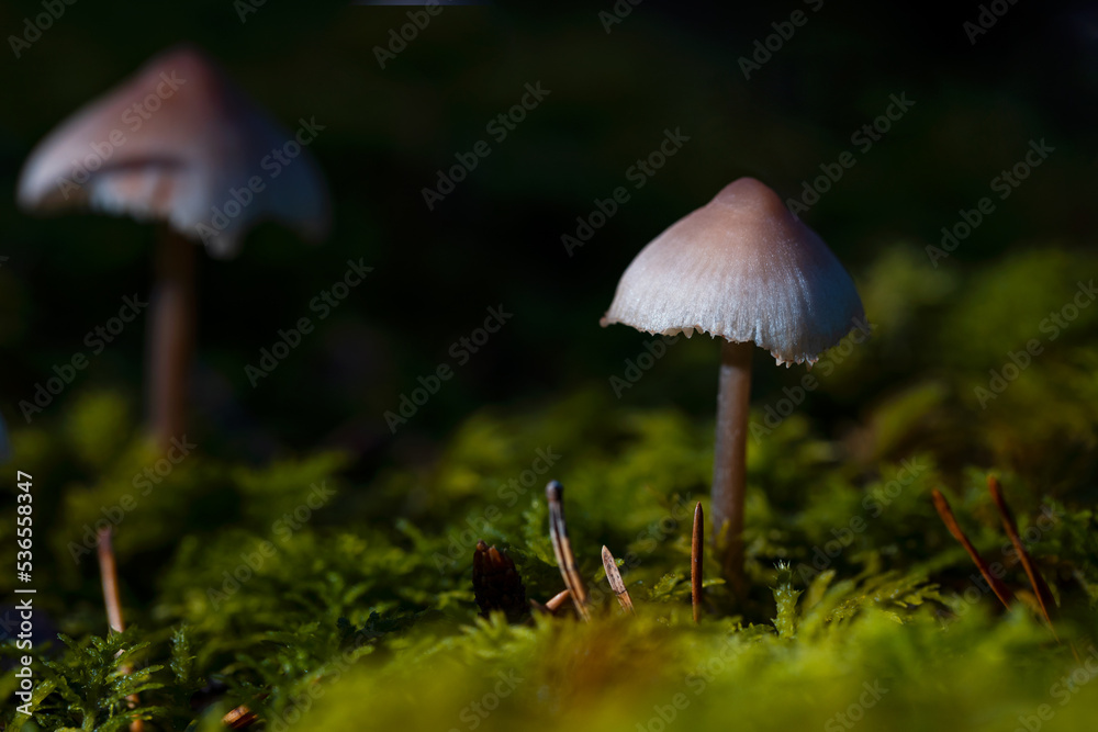 Inedible mushroom common mycena, also known as the common bonnet, the ...