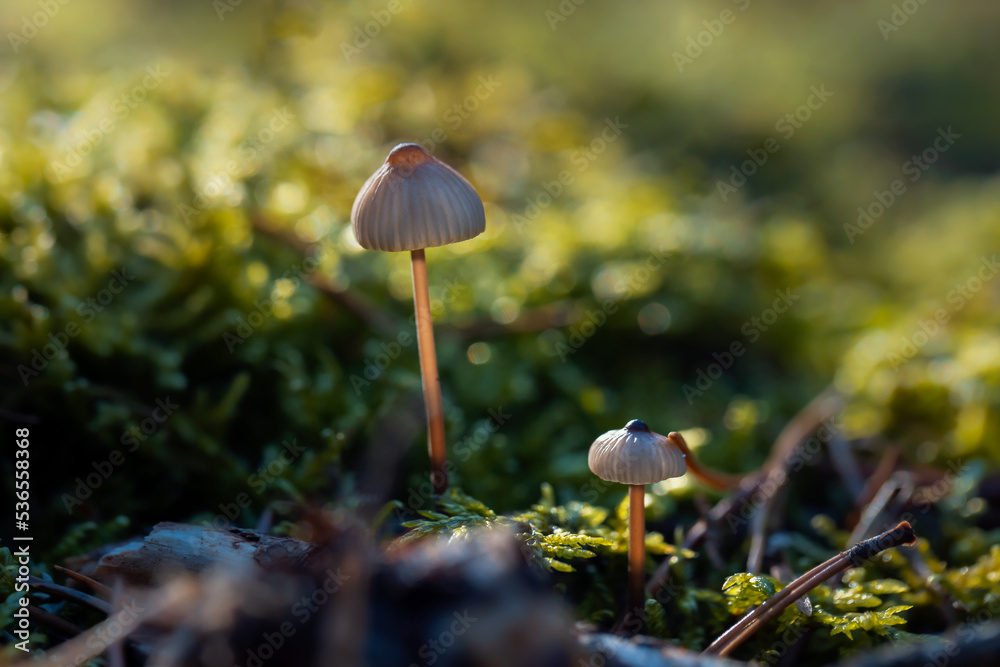 Inedible mushroom common mycena, also known as the common bonnet, the ...
