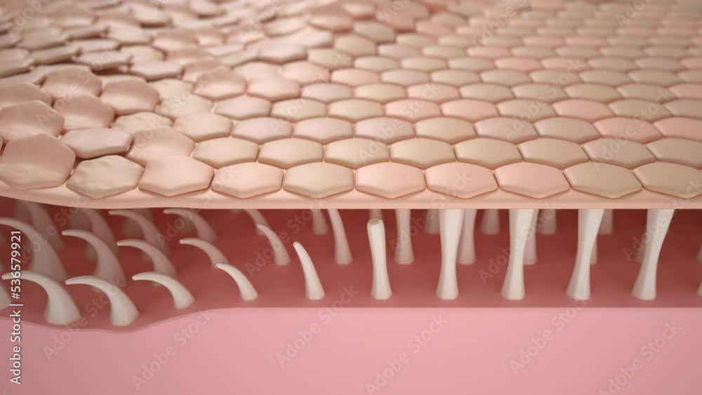 Animation of skin cell repair. Rejuvenation and regeneration of the ...