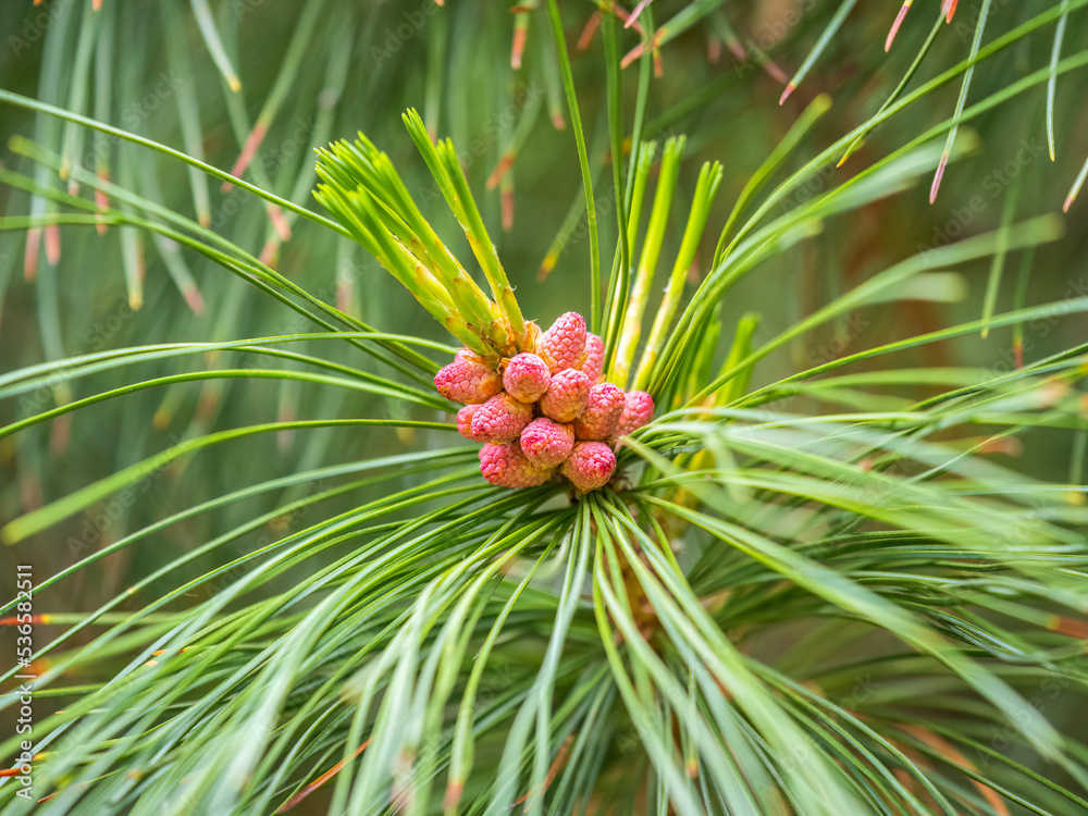 Needles and flowering of Siberian pine in sunny spring day. Pinus ...