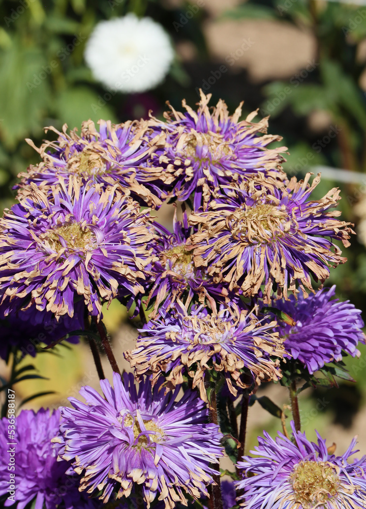 aster with the fusarium wilt disease Stock Photo | Adobe Stock