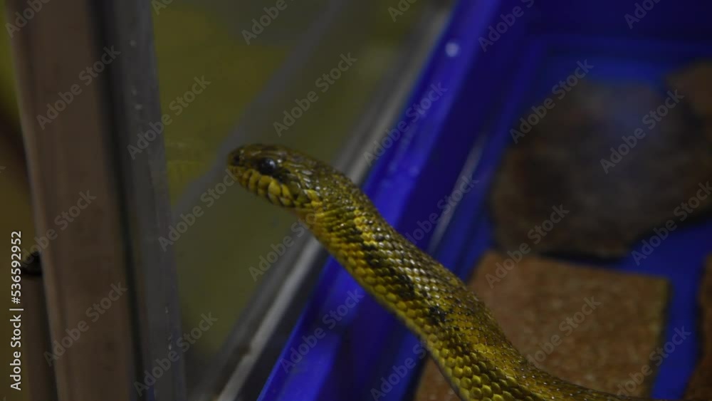Close-up view of yellow head of Elaphe anomala (also known as Korean ...