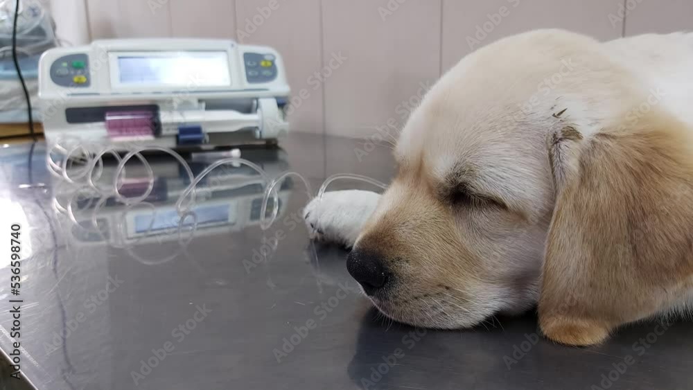 Young labrador puppy dog receives intravenous infusion through a ...