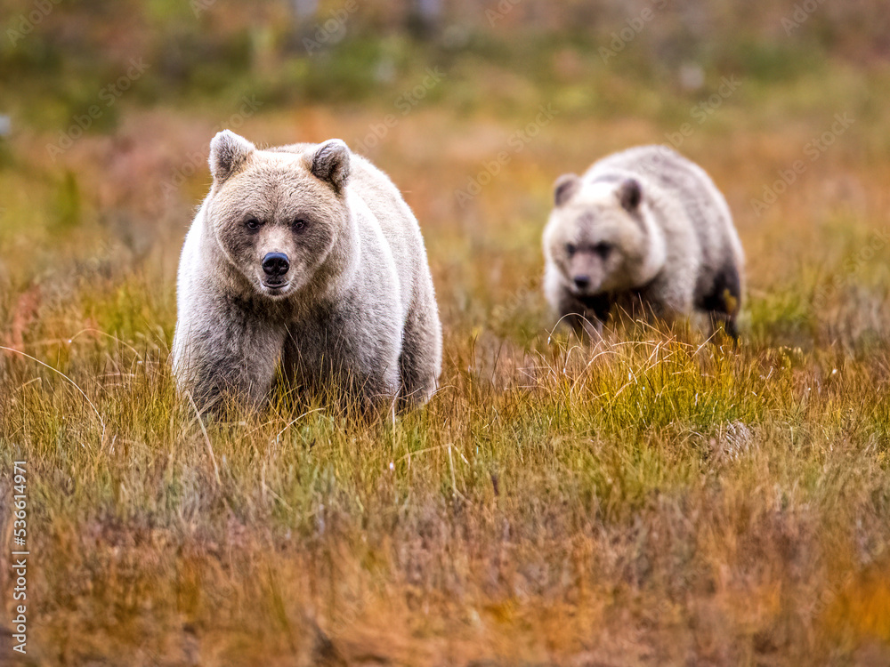 Wildlife in Finland. Bears, Wolverine and birds. Stock Photo | Adobe Stock