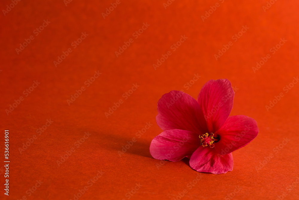 Photo of red china rose or hibiscus flower taken against red background ...
