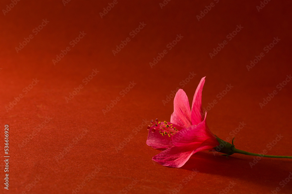 Photo of red china rose or hibiscus flower taken against red background ...