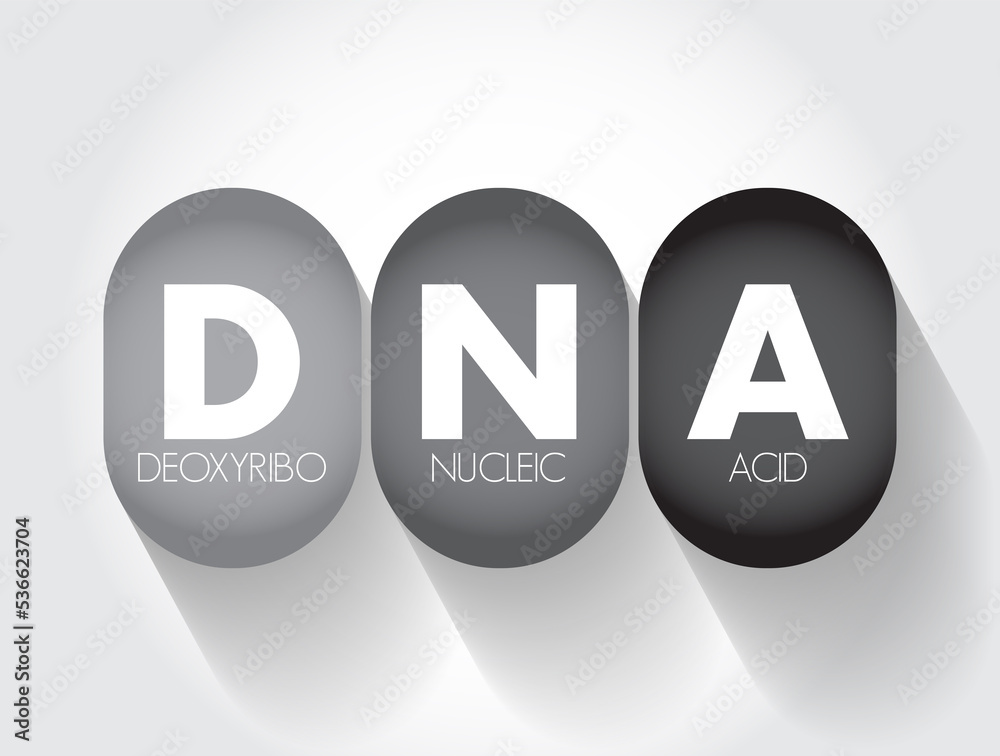 DNA Deoxyribonucleic Acid - hereditary material in humans and almost ...