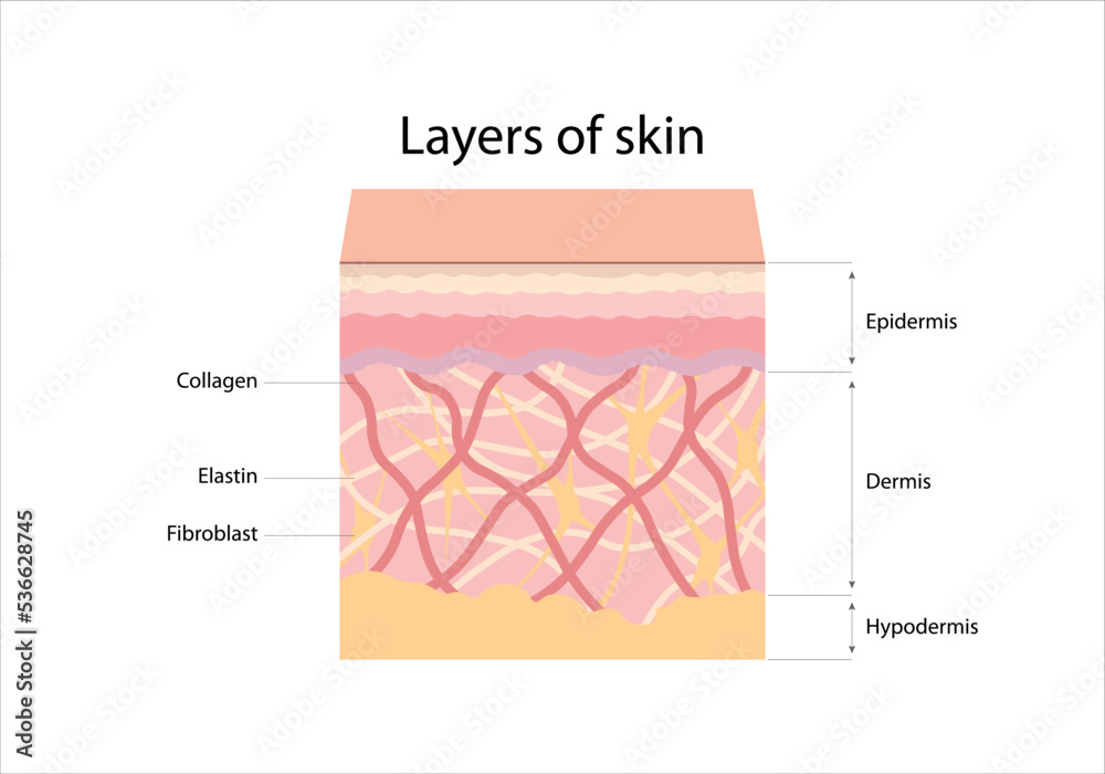Skin Structure Of Skin Epidermis Dermis Hypodermis - vrogue.co Skin Structure Of Skin Epidermis Dermis Hypodermis - vrogue.co