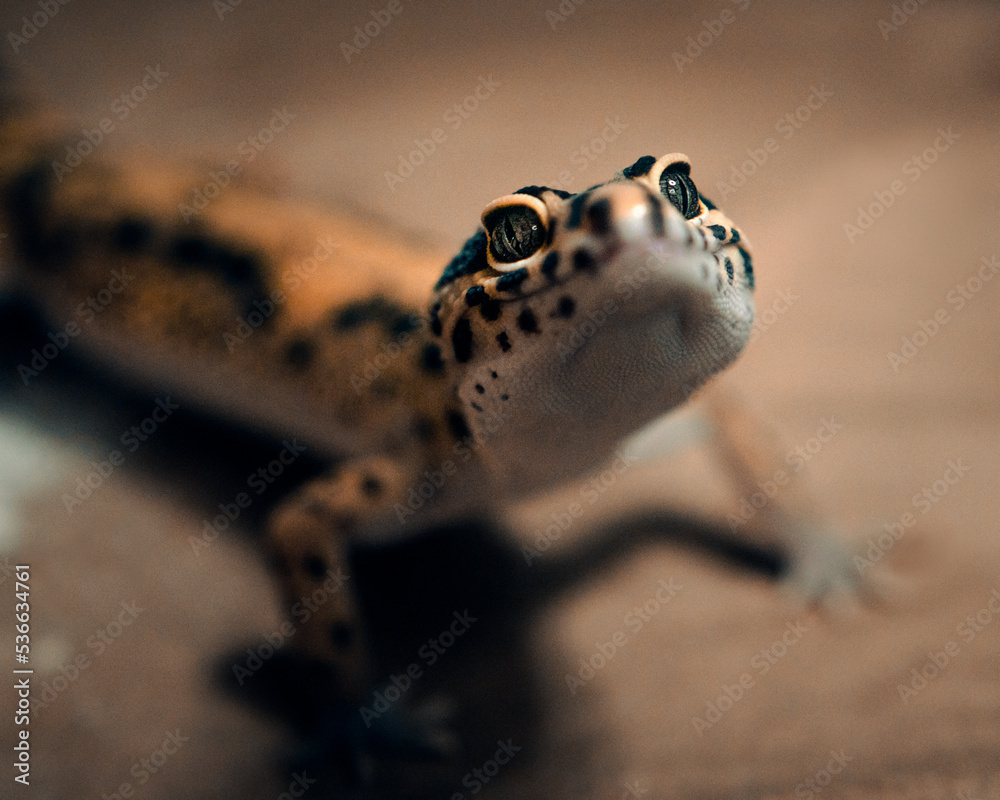 Lovely Leopard Gecko portrait smiling Stock Photo | Adobe Stock