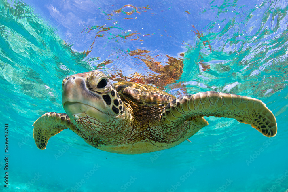 Poster Green Sea Turtle swimming in the crystal clear lagoon at Lady ...