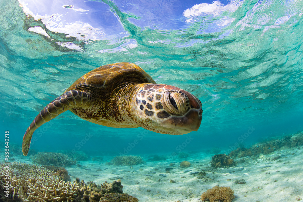 Green Sea Turtle swimming in the crystal clear lagoon at Lady Elliot ...