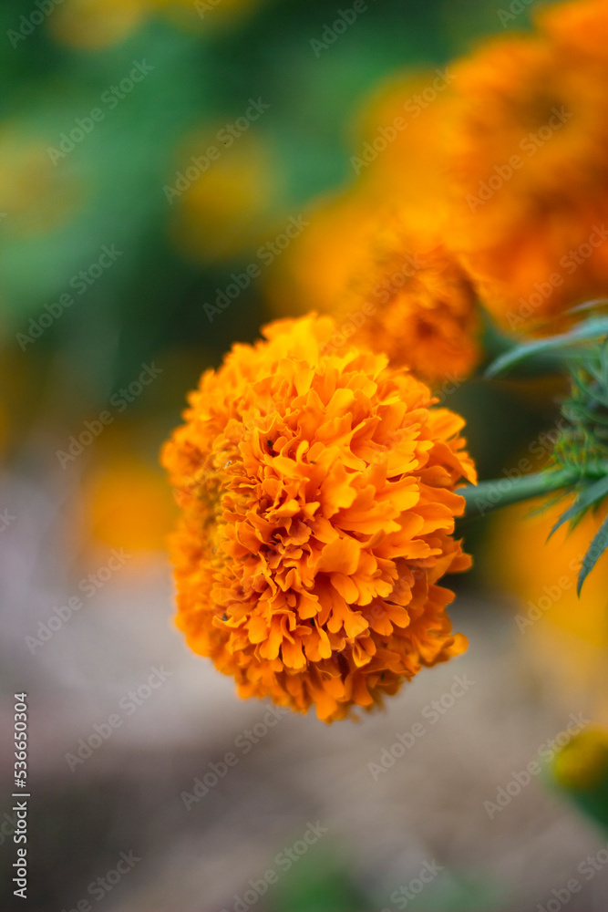 Flor de Cempasúchil color naranja, flor del dia de muertos en méxico ...