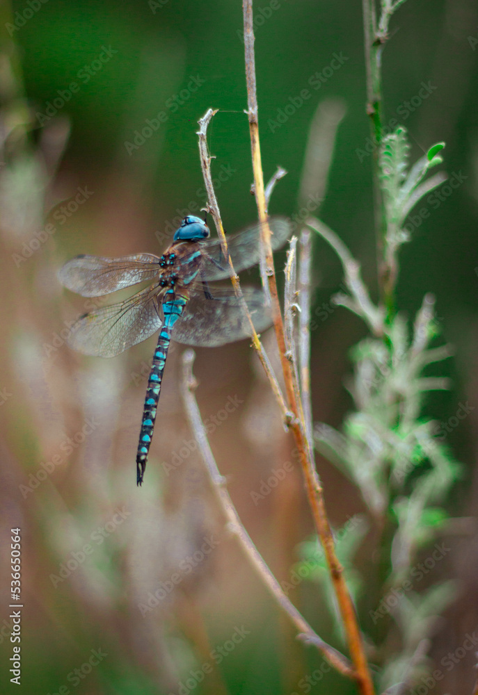 Libelula color azul en una rama dentro de la naturaleza Stock Photo ...