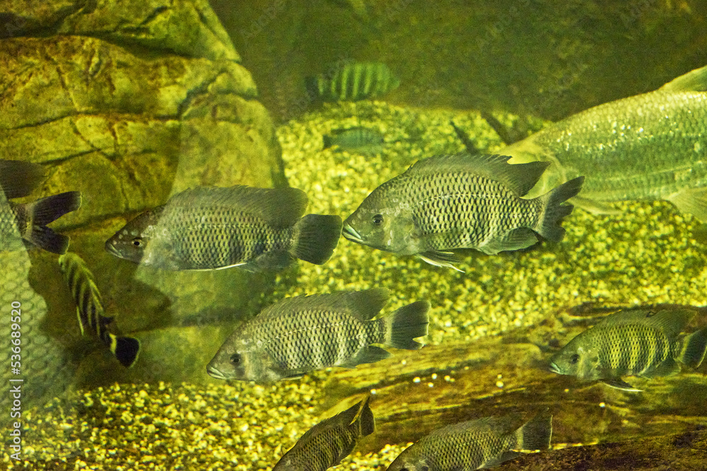 The Nile tilapia Oreochromis niloticus is a fish of the Cichlid family ...