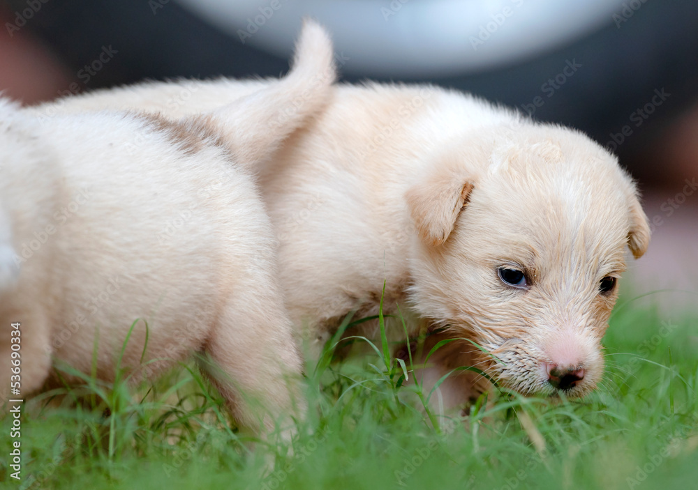 pair of cute puppies, puppy in closeup, playing puppies of dog ...