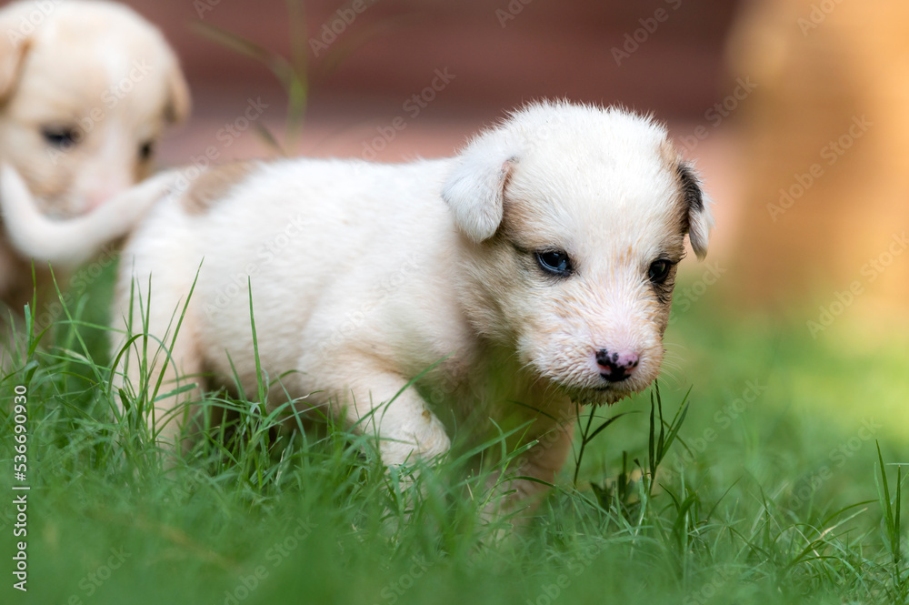 Foto de pair of cute puppies, puppy in closeup, playing puppies of dog ...