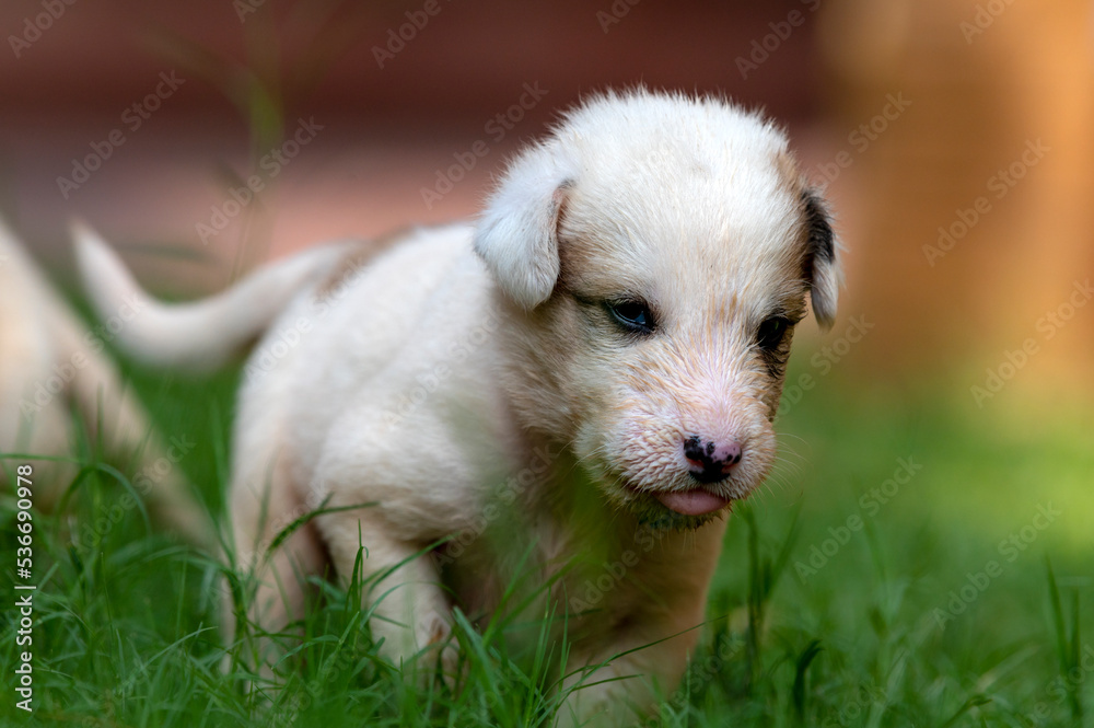 pair of cute puppies, puppy in closeup, playing puppies of dog ...