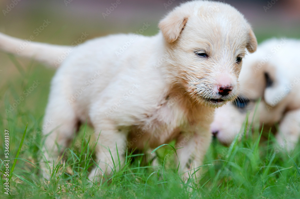 pair of cute puppies, puppy in closeup, playing puppies of dog ...