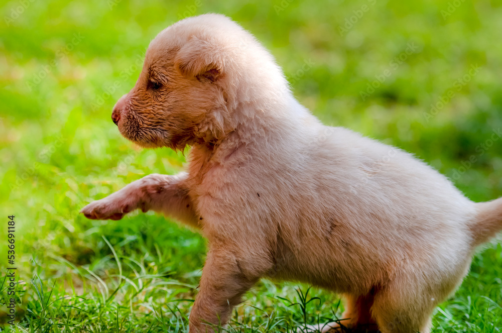 pair of cute puppies, puppy in closeup, playing puppies of dog ...