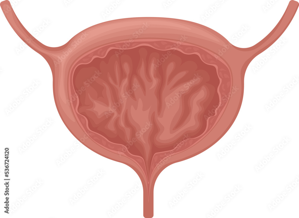 The bladder. Anatomy of the human bladder. The internal organ of a ...