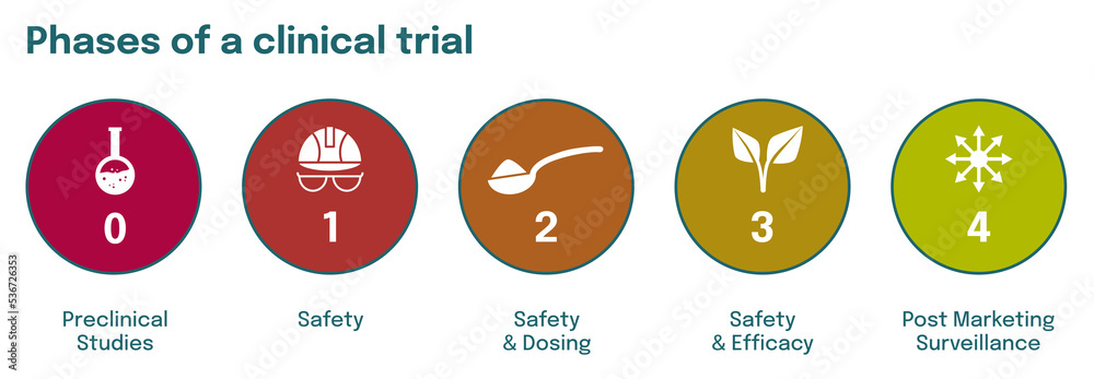 4 Phases of clinical trial illustration step by step Stock Illustration ...