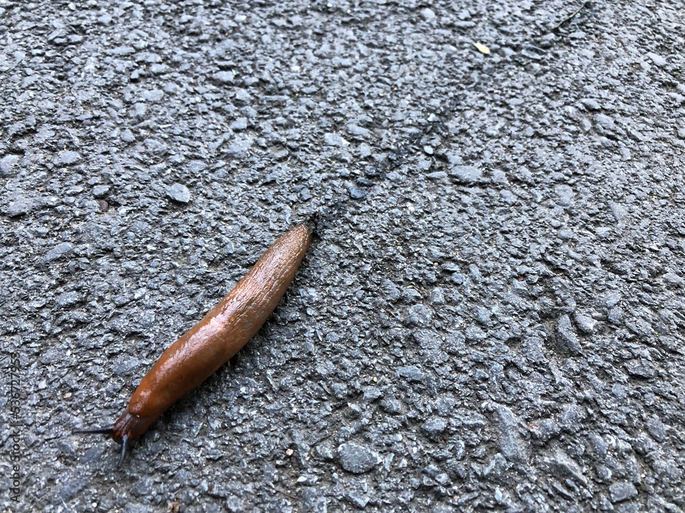 Slug leaving a wet trail of slime behind it Stock Photo | Adobe Stock
