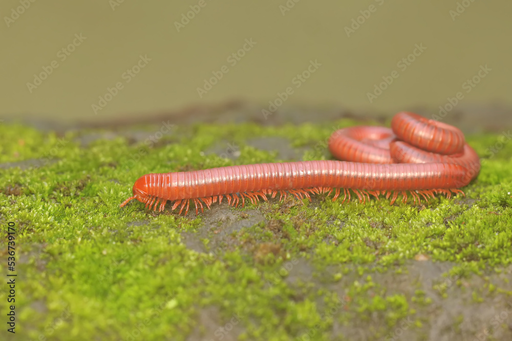 Three rusty millipedes were coiling themselves on a rock overgrown with ...